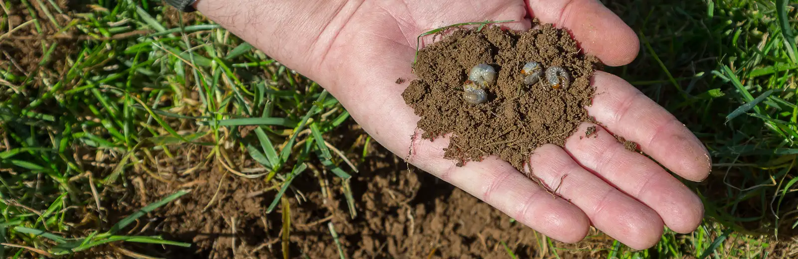 How to Spot Grubs and Other Turf Insects Before They Destroy Your Lawn ...